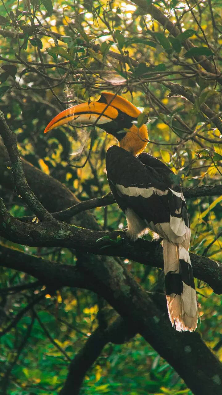 8 rare and elusive animal species of India!