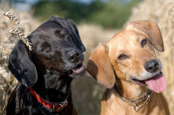 Dogs can understand hundreds of words and do basic maths - there's just ...