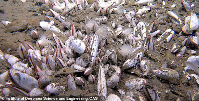 Scientists baffled to discover thousands of creatures thriving in the ...