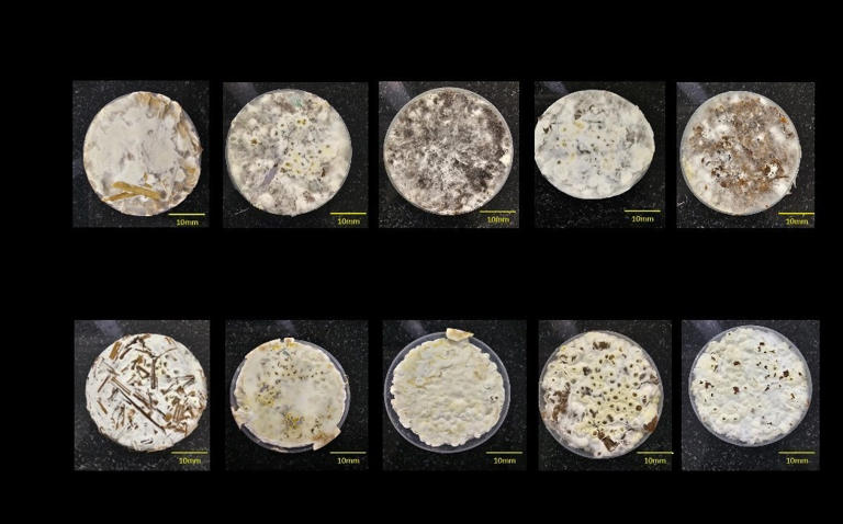 IIT Madras develops eco-friendly packaging using crop and paper waste