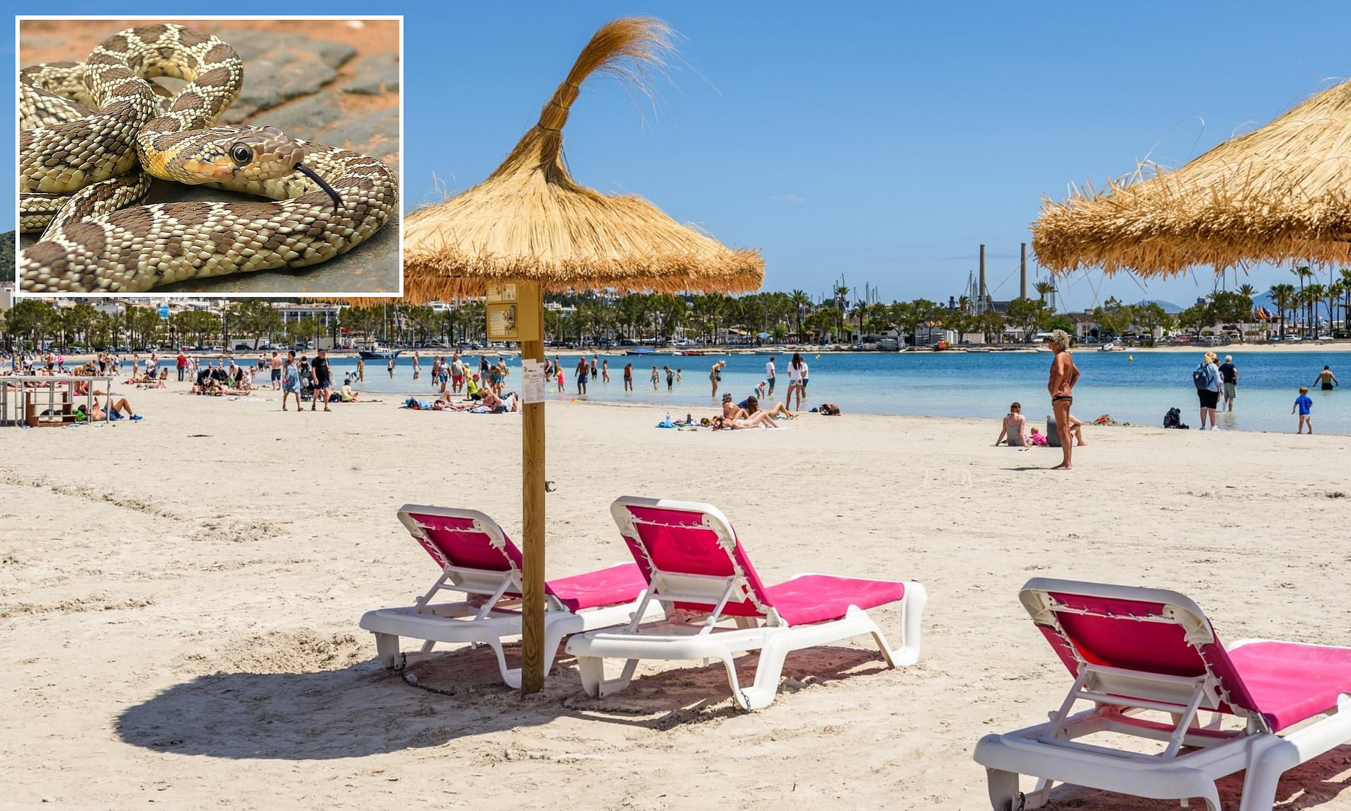 Holiday hotspot hit with snake invasion as expert calls for 'thousands ...