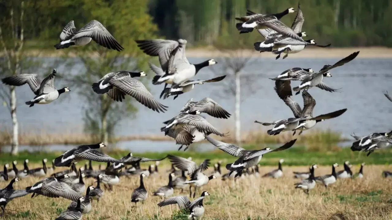 ‘There can be a shocking amount of poop’: Hietsu Beach in Finland ...
