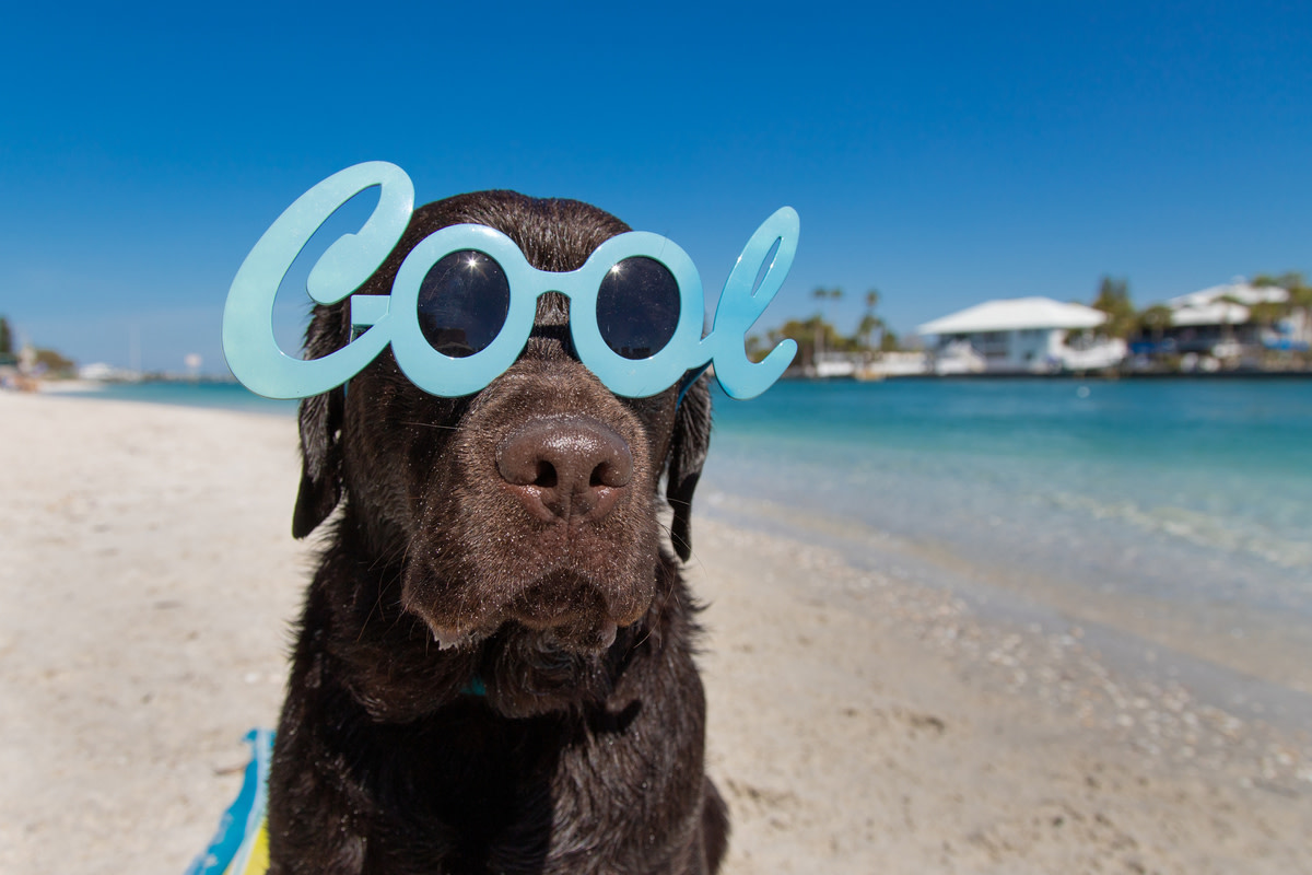 250+ Badass Pet Names That Make Your Pet Stand Out