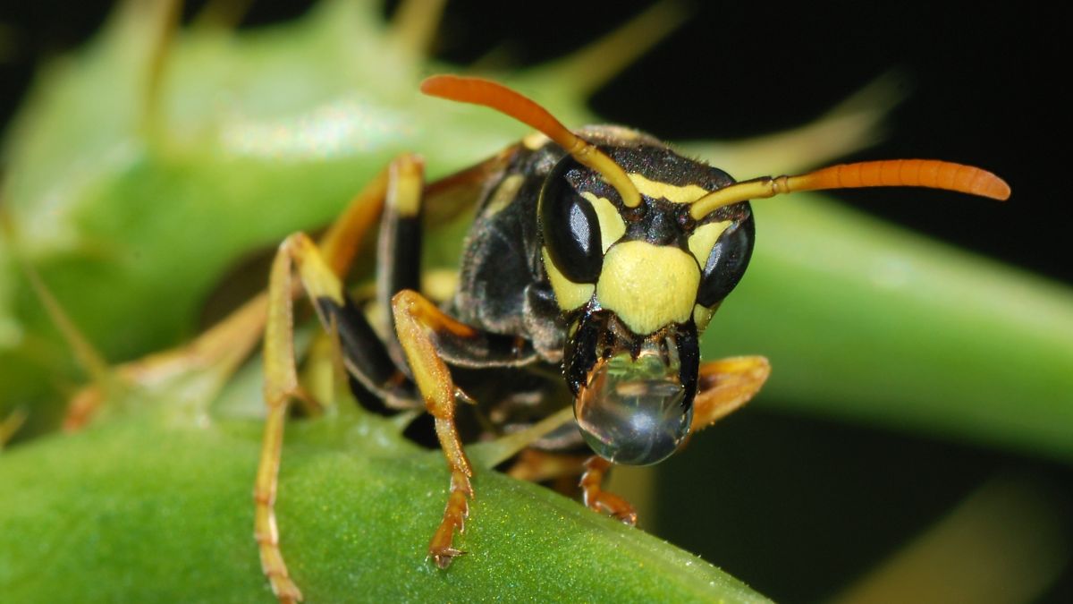 Radioactive Wasp Nest Discovered In Old Nuclear Bomb Factory