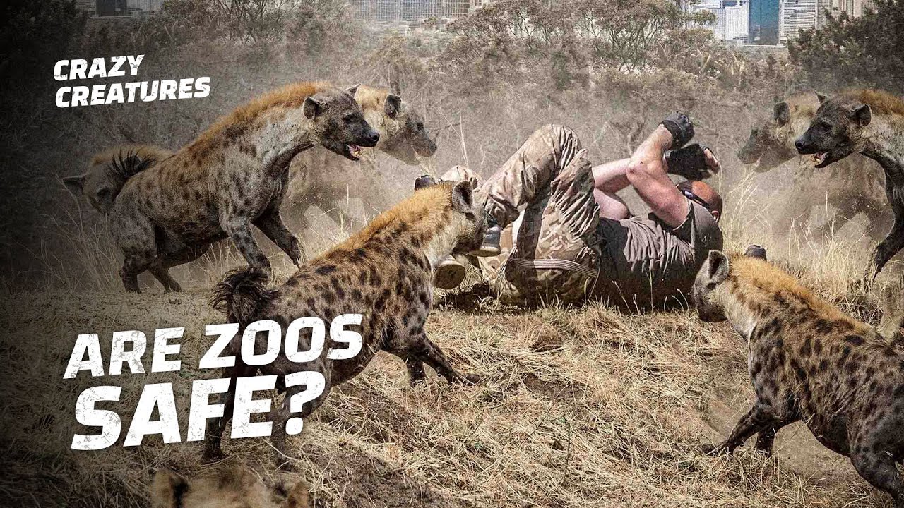 When Zoo Animals Attack – Shocking Moments Caught on Camera