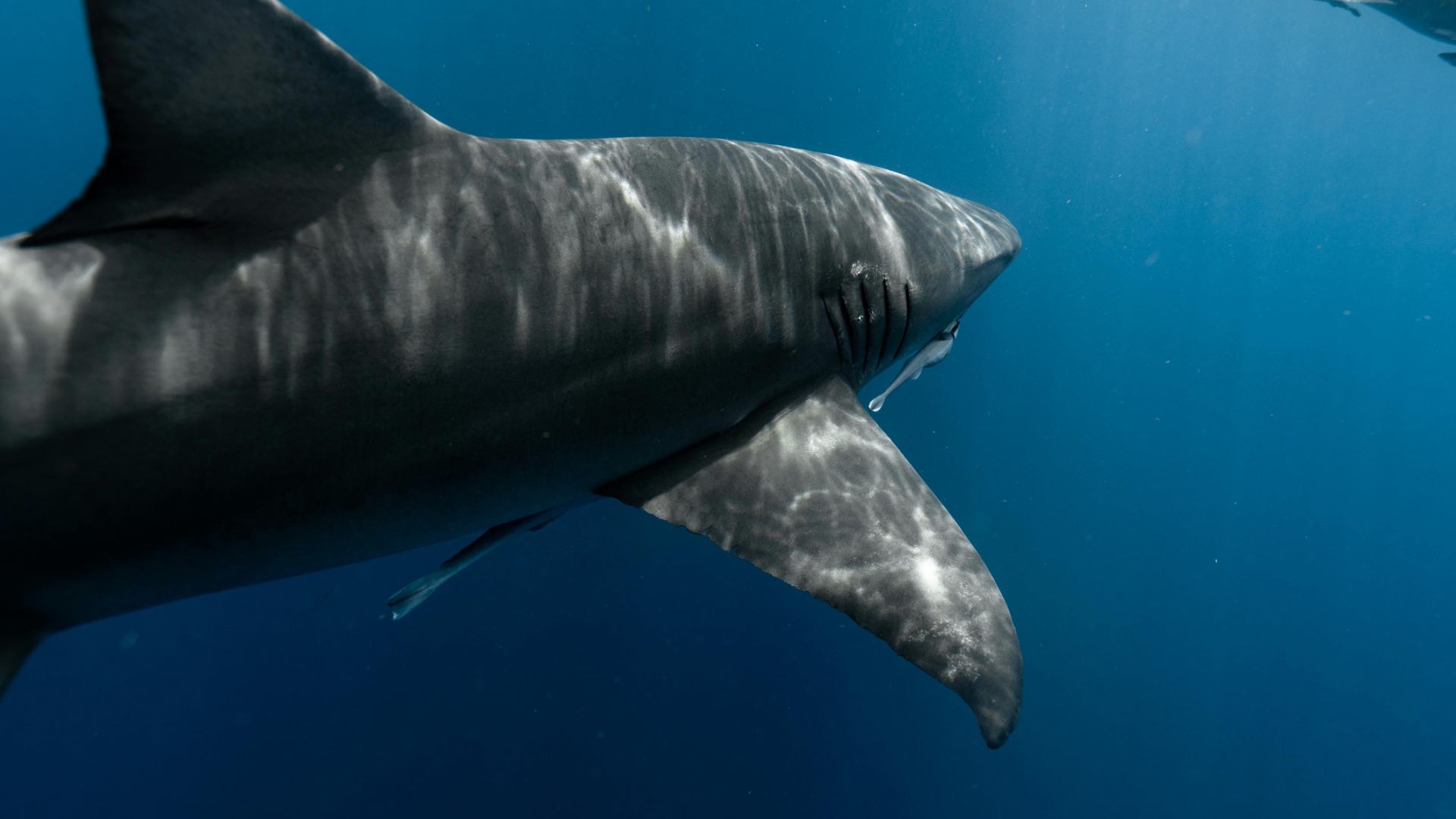 Atak rekina podczas pływania na desce: ten gest przyjaciela uratował mu ...