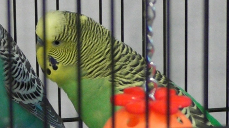 Stray parakeet brings joy to Rockford-area assisted living facility