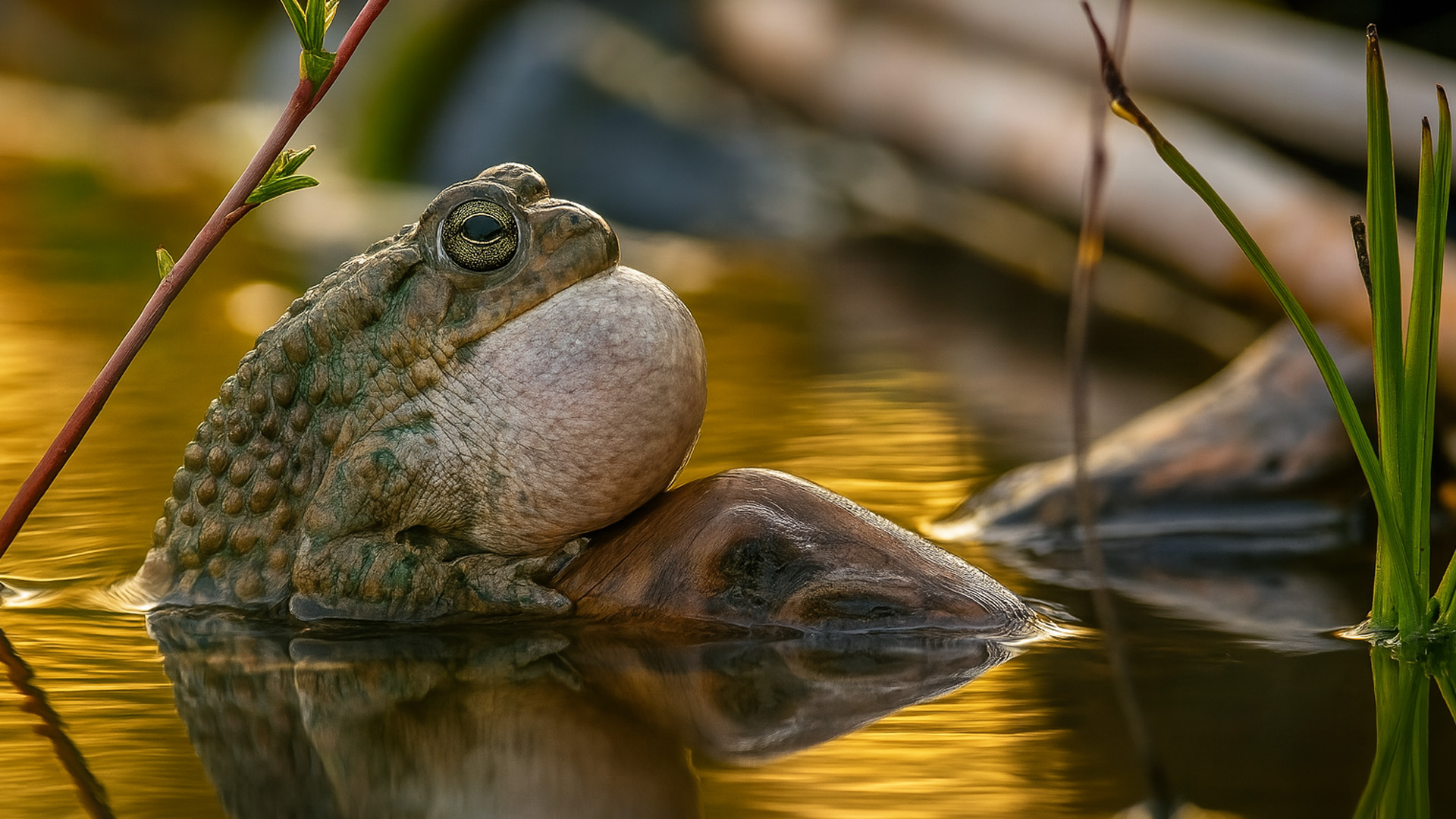 Calls of Frogs from a Natural Environment
