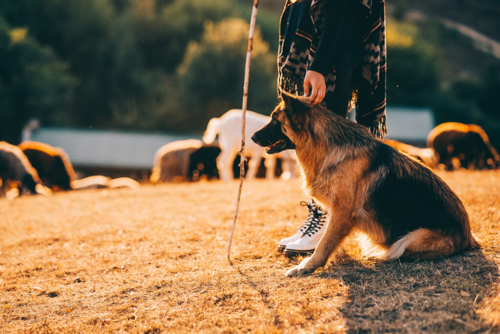 12 Dog Breeds With Survival Instincts Stronger Than Their Ancestors