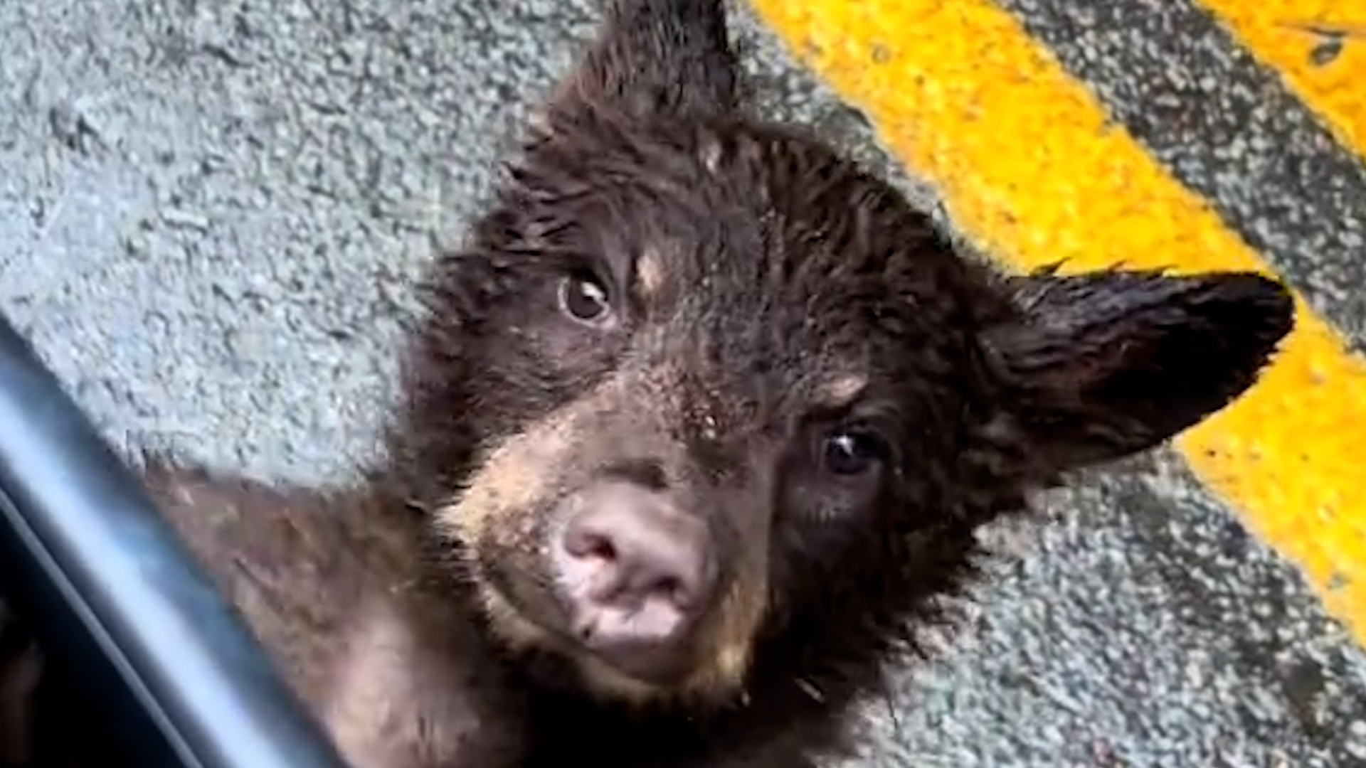 Tourists have close up encounter with a mother bear and her cub