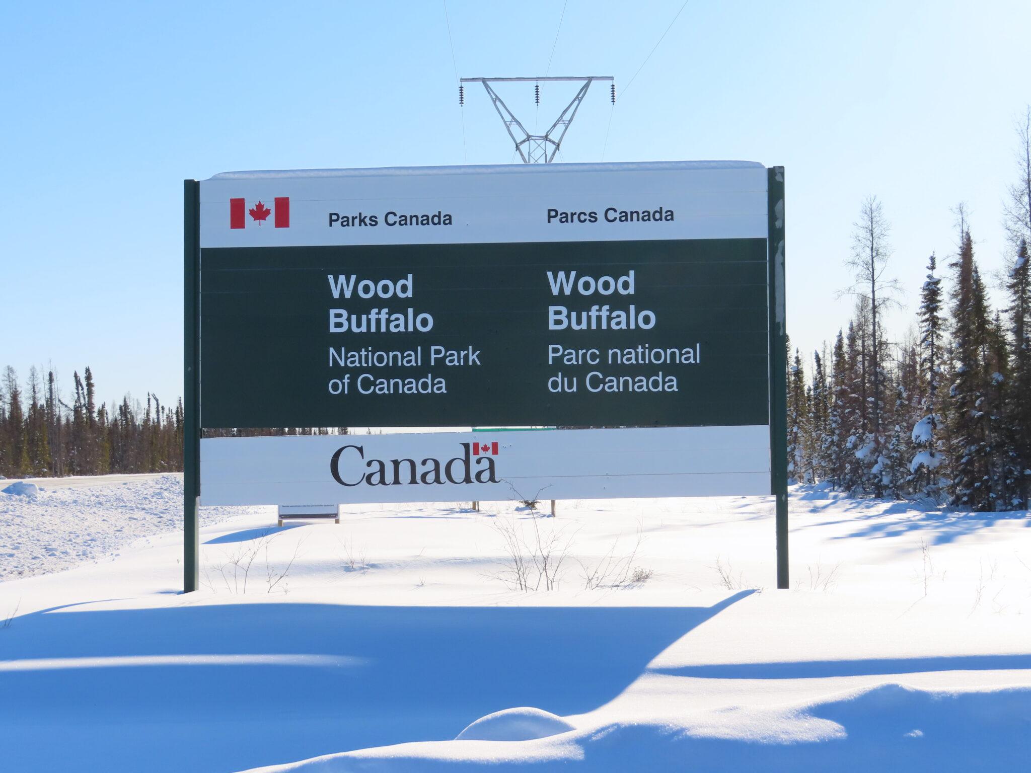 9 Places Where You Can See Canada’s Massive Wood Bison Herds