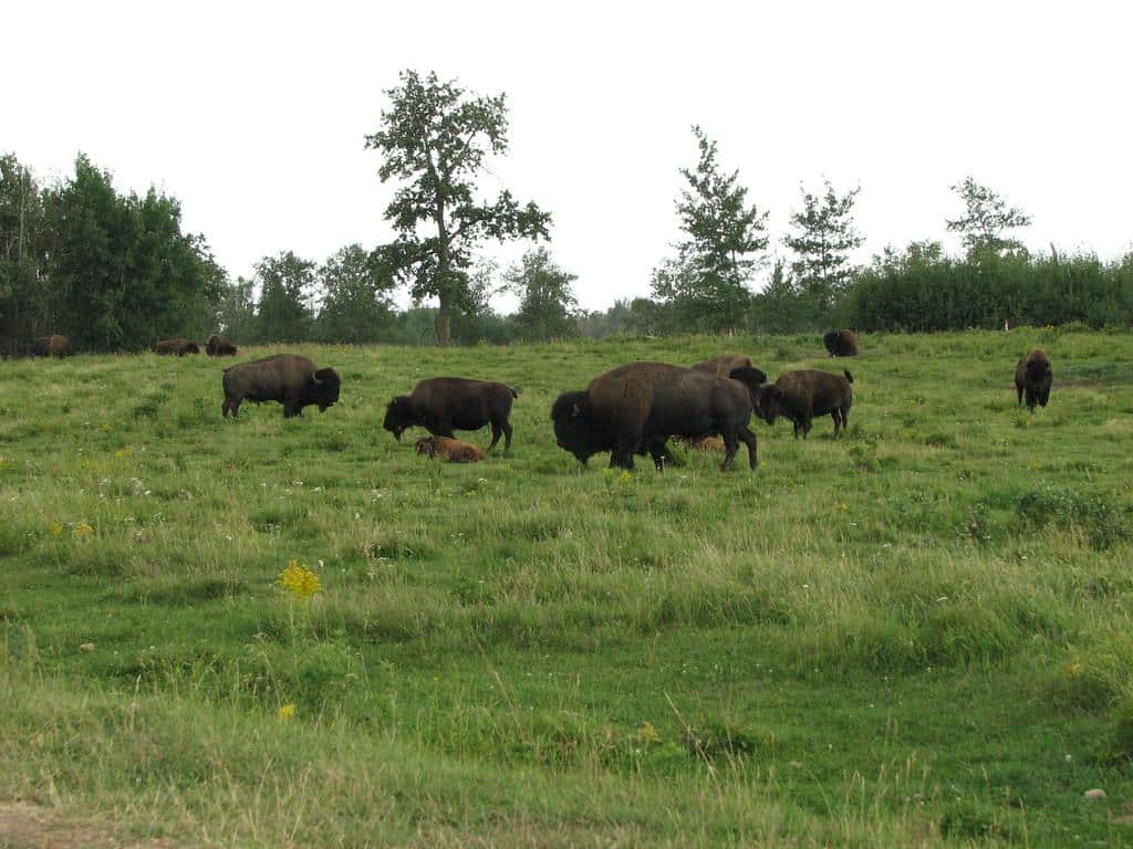 9 Places Where You Can See Canada’s Massive Wood Bison Herds