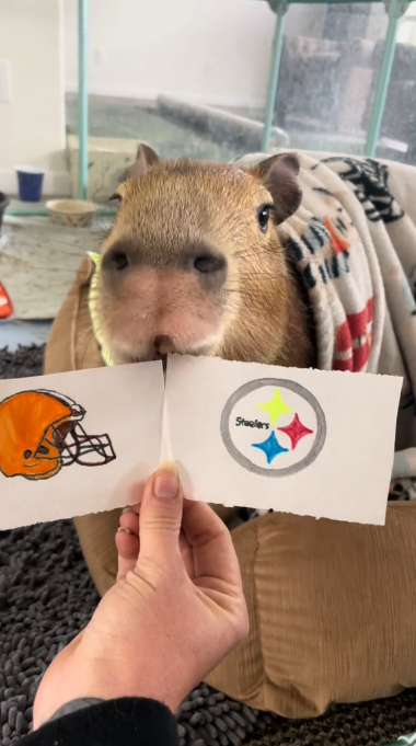 Capybara Cheesecake Fakes Us Out, Then Picks the Steelers