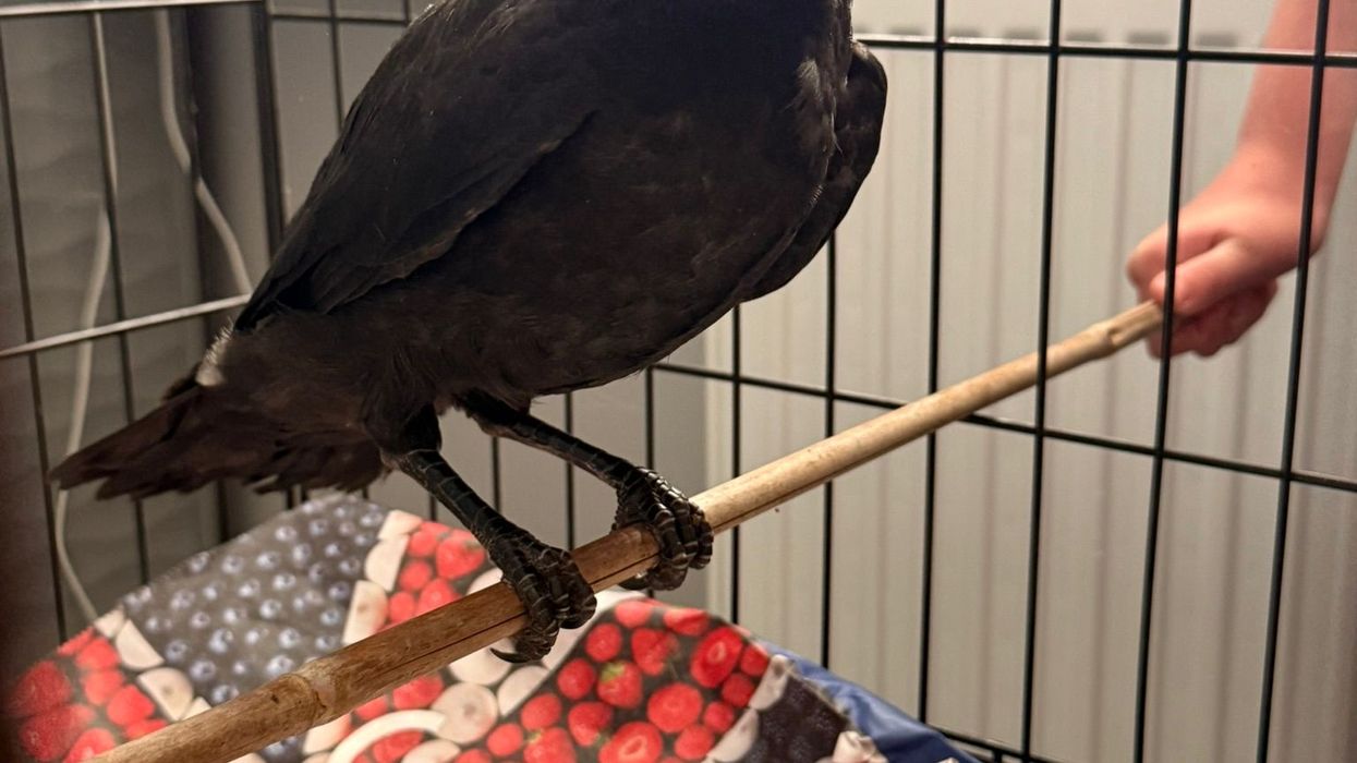 Crow returns to visit vet who treated it for a fractured wing