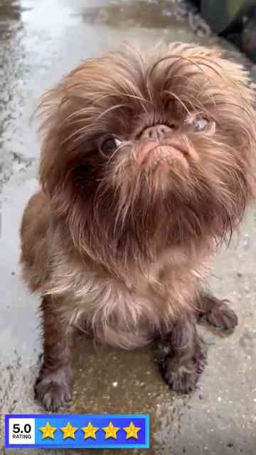 Read the Room... I'm at a 10! Grumpy Dog Mood Activated