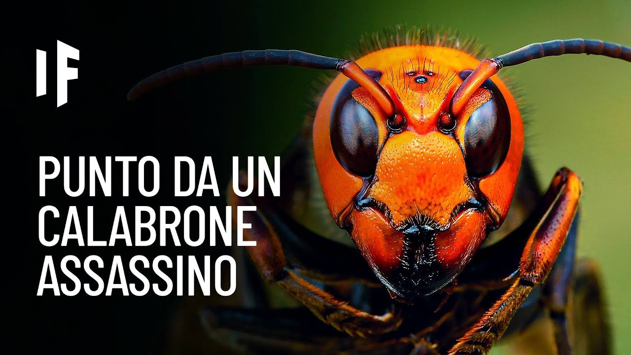 E se fossi attaccato da uno sciame di calabroni assassini?