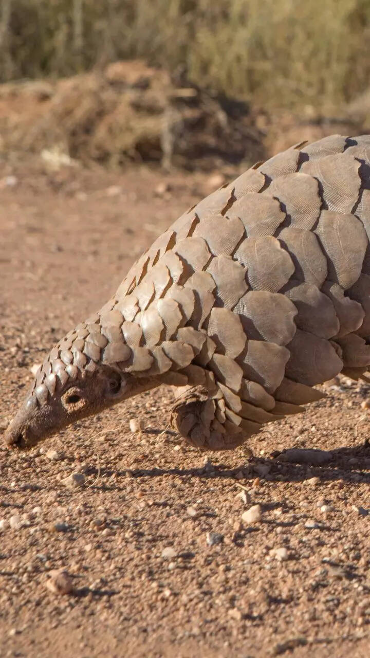 8 rare and elusive animal species of India!