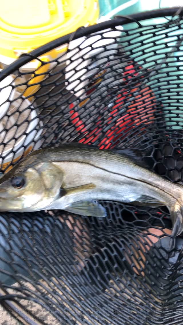 Snook Fishing Florida — Epic SoloSkiff Adventure