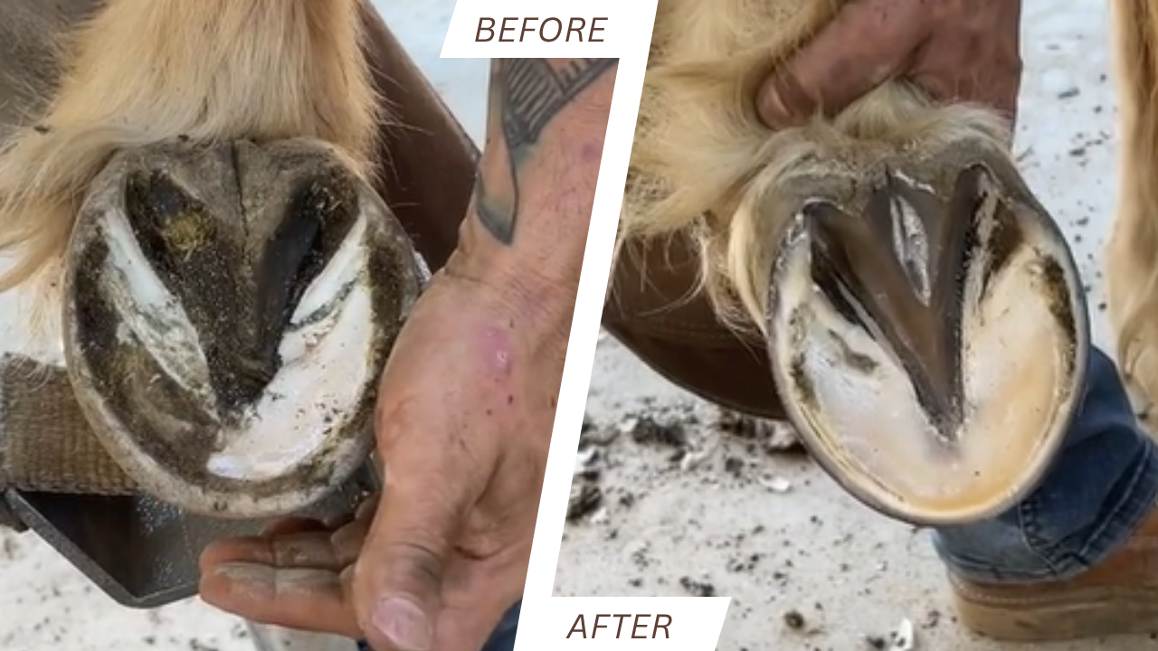 Most Satisfying Farrier Hoof Trim Ever — Horse Hoof ASMR