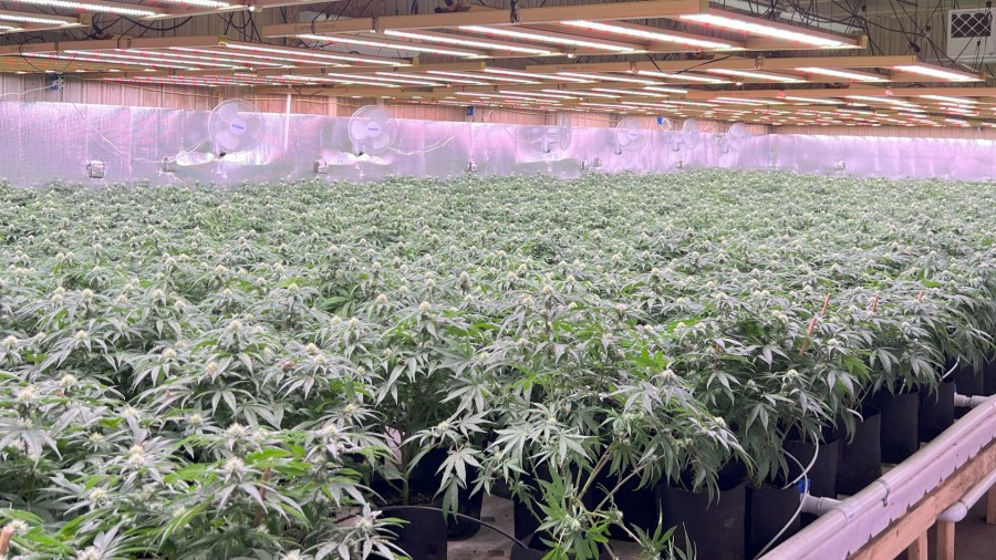 MSP seizes $10M in marijuana in grow operation bust