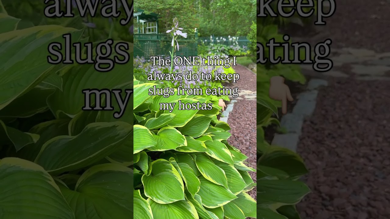 Stop Slugs Eating Hostas The Right Way