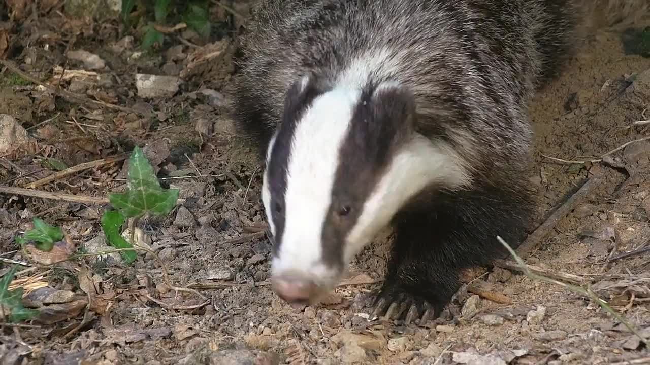 The Secret World of Badgers Revealed in New Close-Up Footage