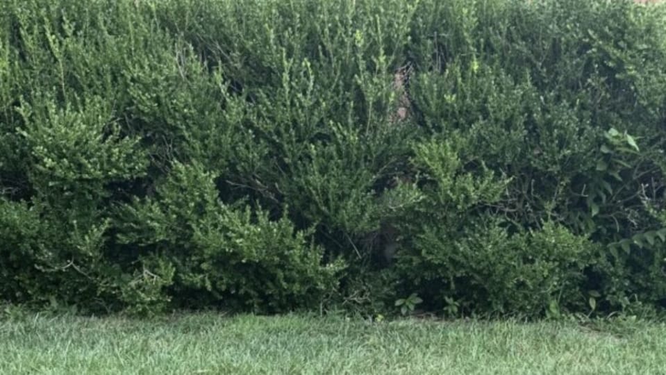 Optical illusion: 95% have failed to find the hidden cat. Can you solve ...