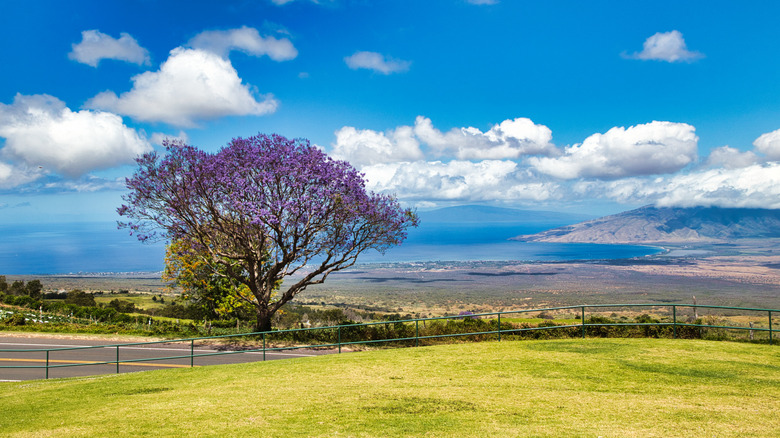 Maui's Upcountry Coffee Town Is A Hawaiian Haven Full Of Lush Farms ...