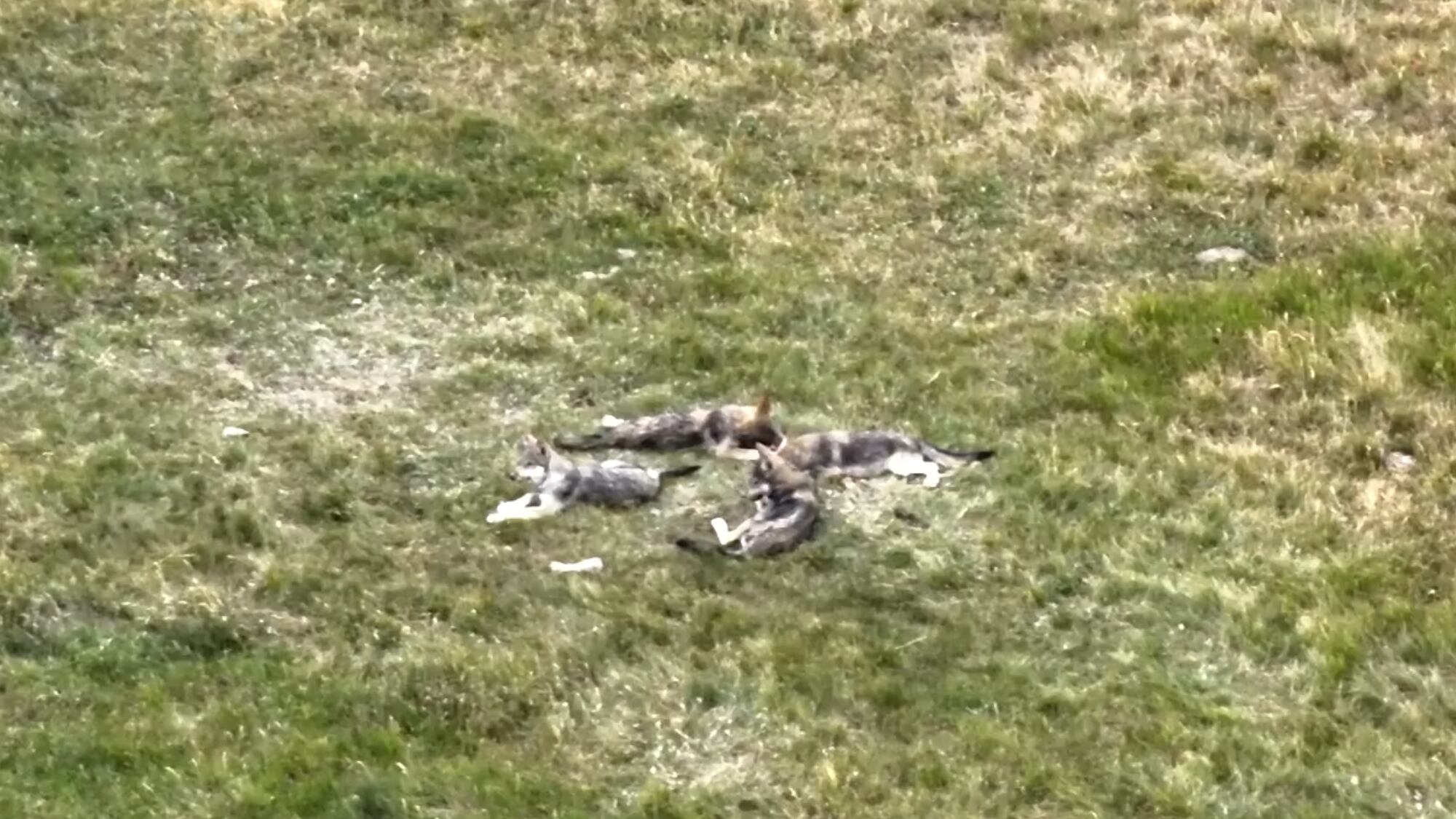 Wildlife officials confirm at least 6 wolf pups in One Ear Pack in Colorado