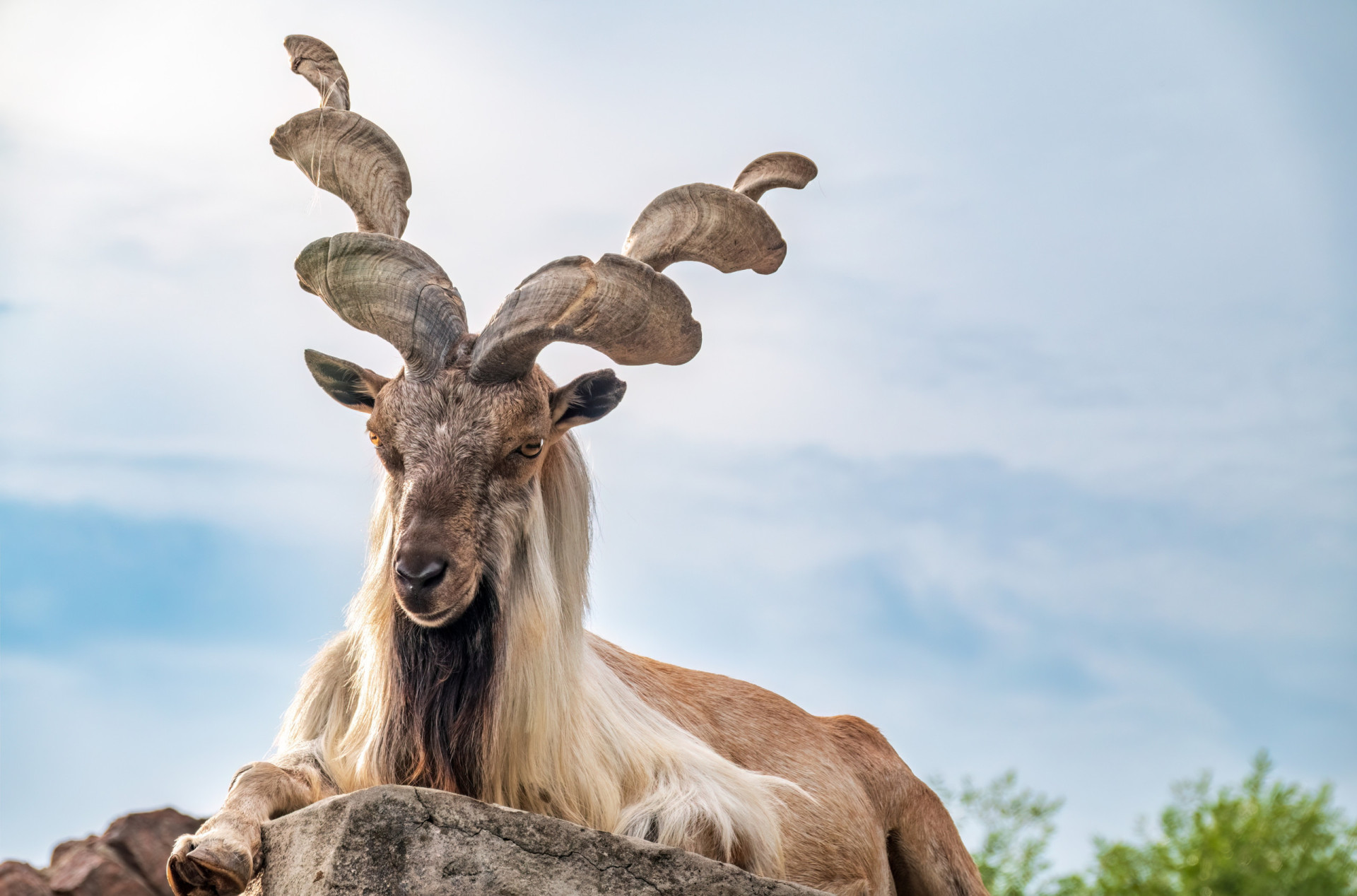 The markhor: Pakistan's near-threatened species