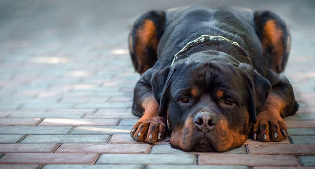 Brit watchdog pushes to rein in Microsoft and AWS with 'strategic ...