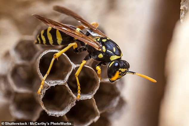 Chaos erupts after radioactive wasps go missing from former US nuclear ...
