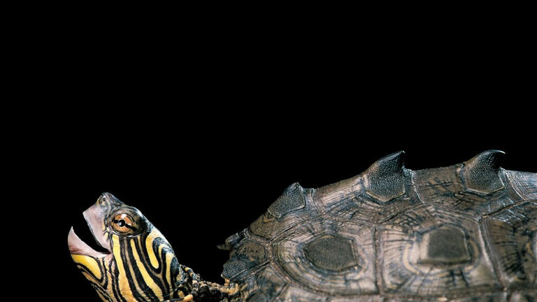 Keeping and Caring for the Black-Knobbed Map Turtle in an Aquaterrarium