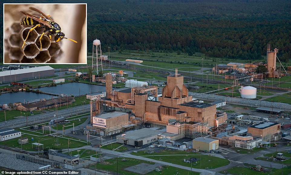 Radioactive wasp nest discovered at former US nuclear bomb site
