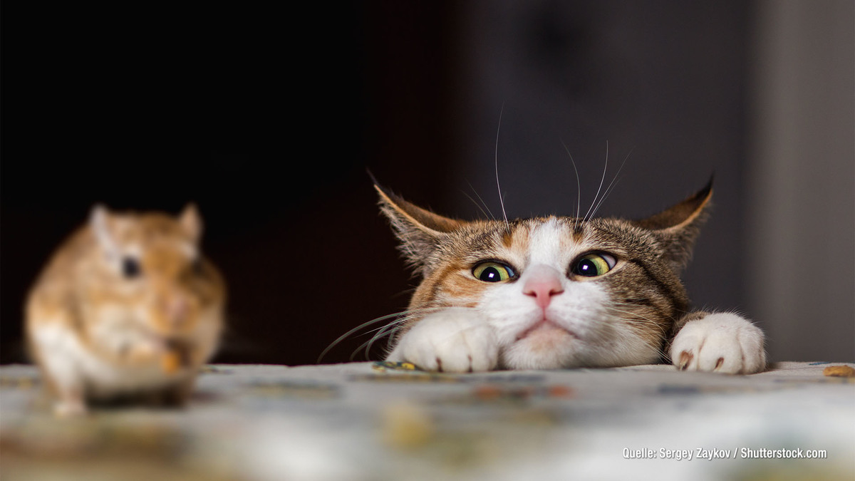 Katze bringt Mäuse mit nach Hause: DARUM sind sie kein Geschenk