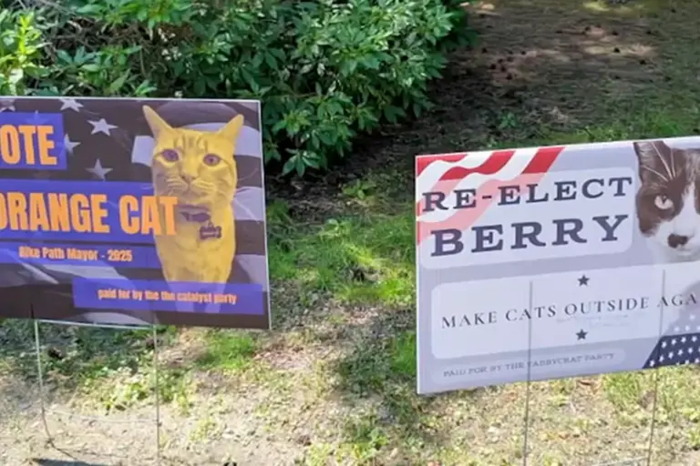 Race for mayor in Massachusetts goes off leash as seat held by a cat is ...