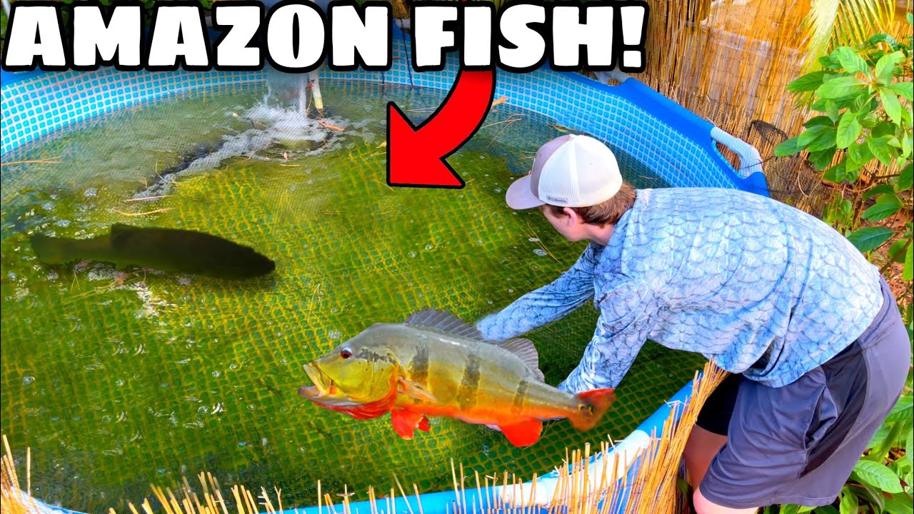 Catching EXOTIC Peacock Bass for my BACKYARD POND!!