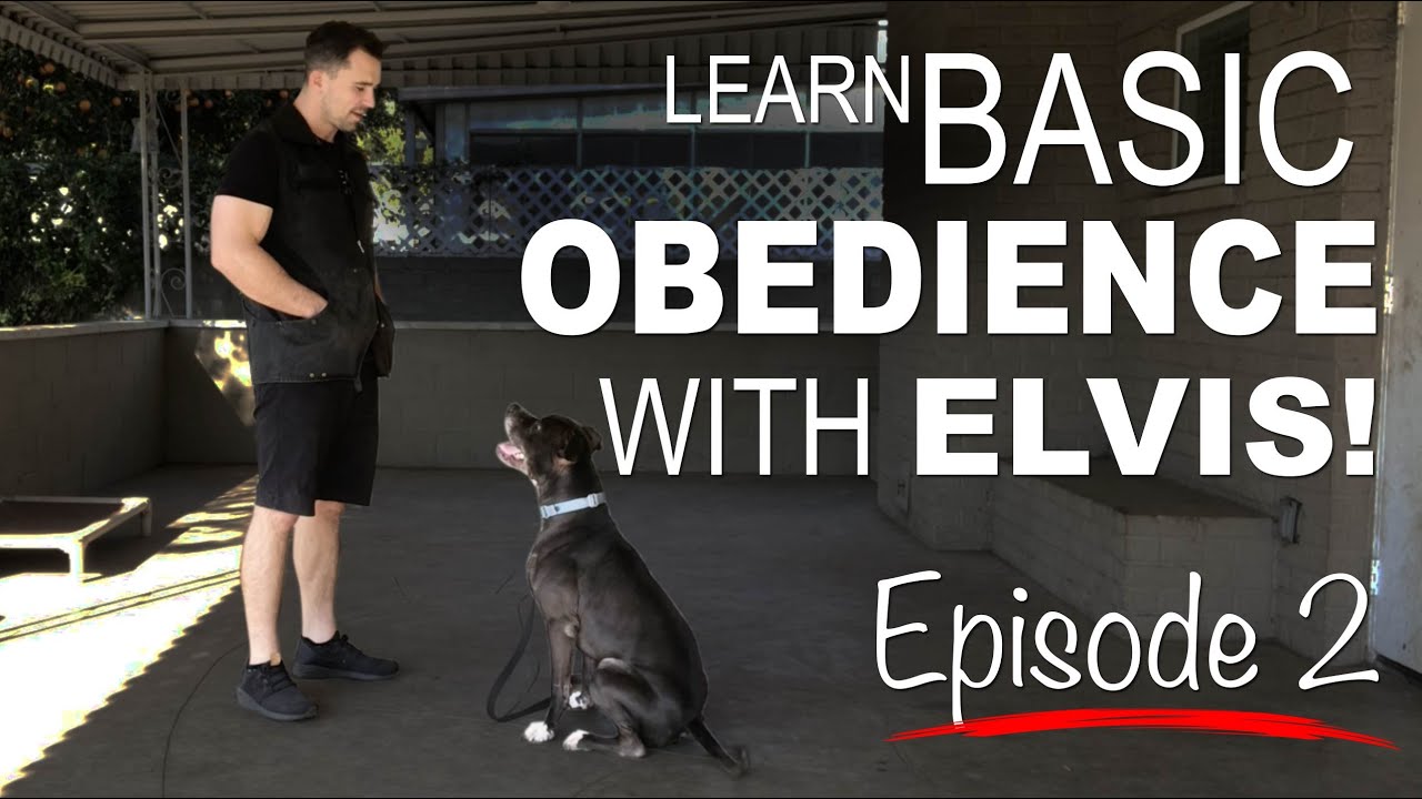 Episode 2: Teaching Elvis the Essentials of Obedience