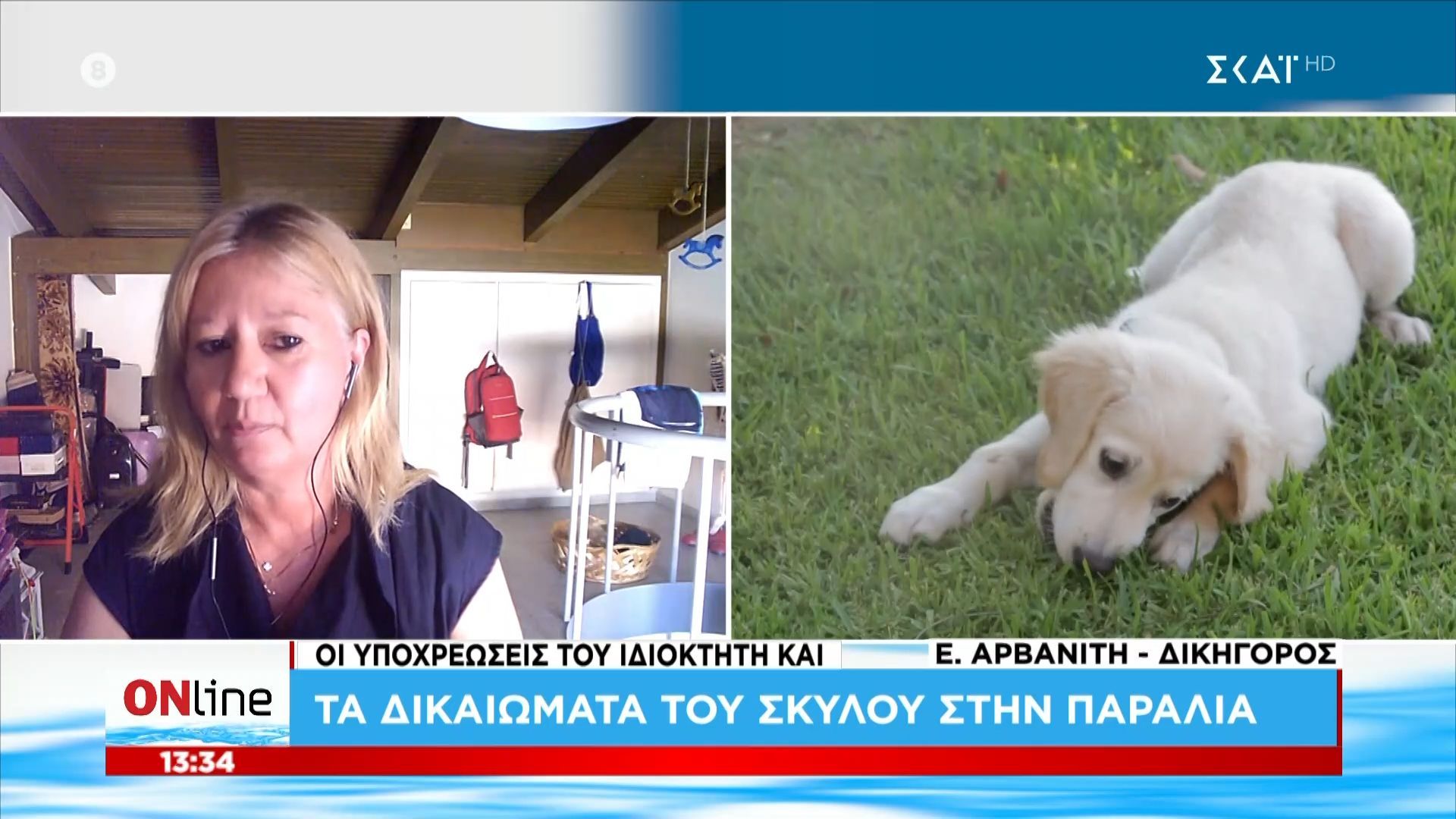 Ποια τα δικαιώματα του σκύλου στην παραλία