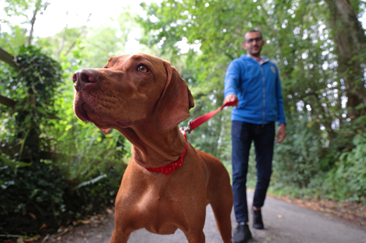 Why Your Dog Randomly Freezes Mid-Walk Like a Tiny Statue