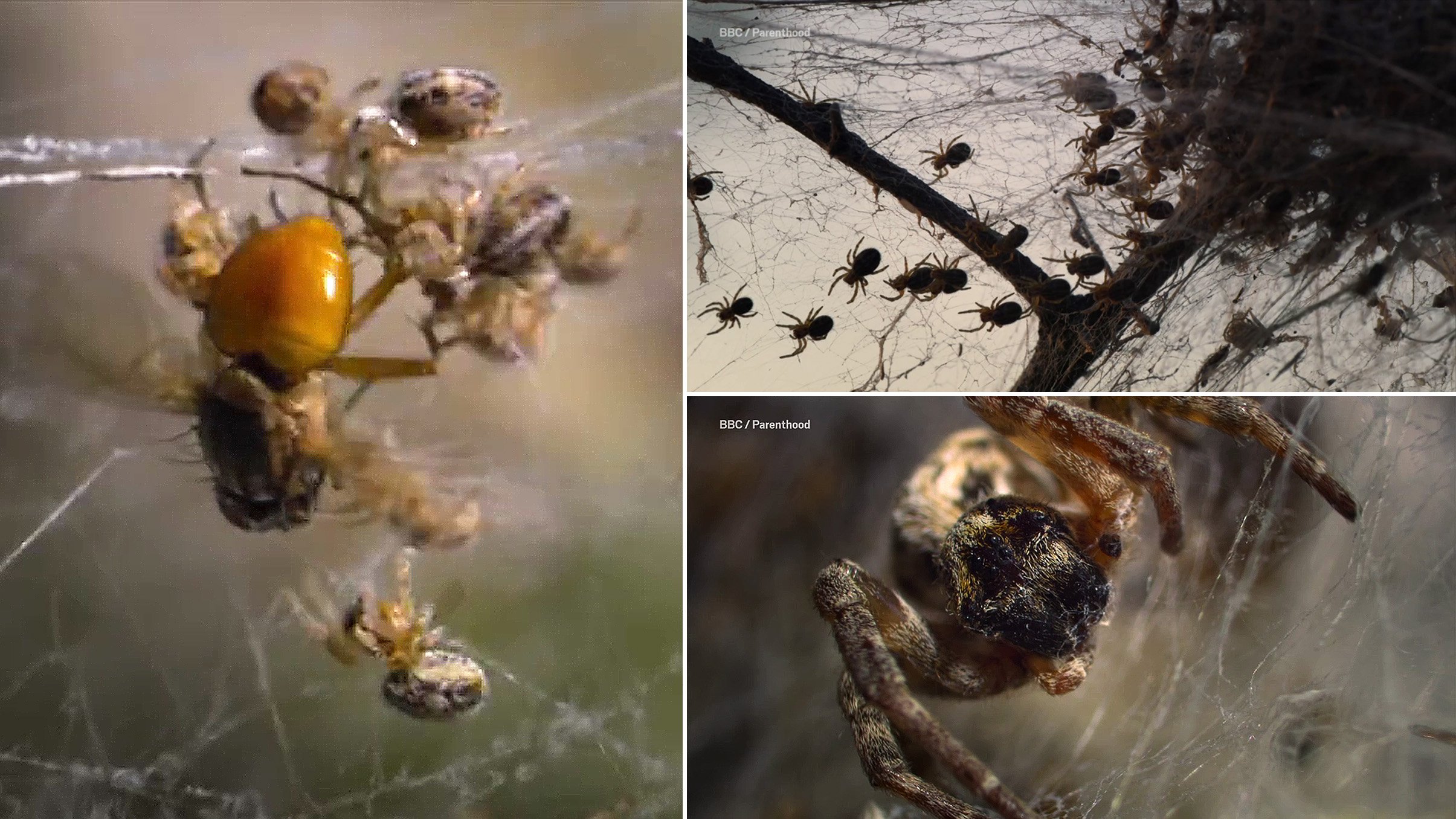 The horrifying moment baby spiders eat their mother