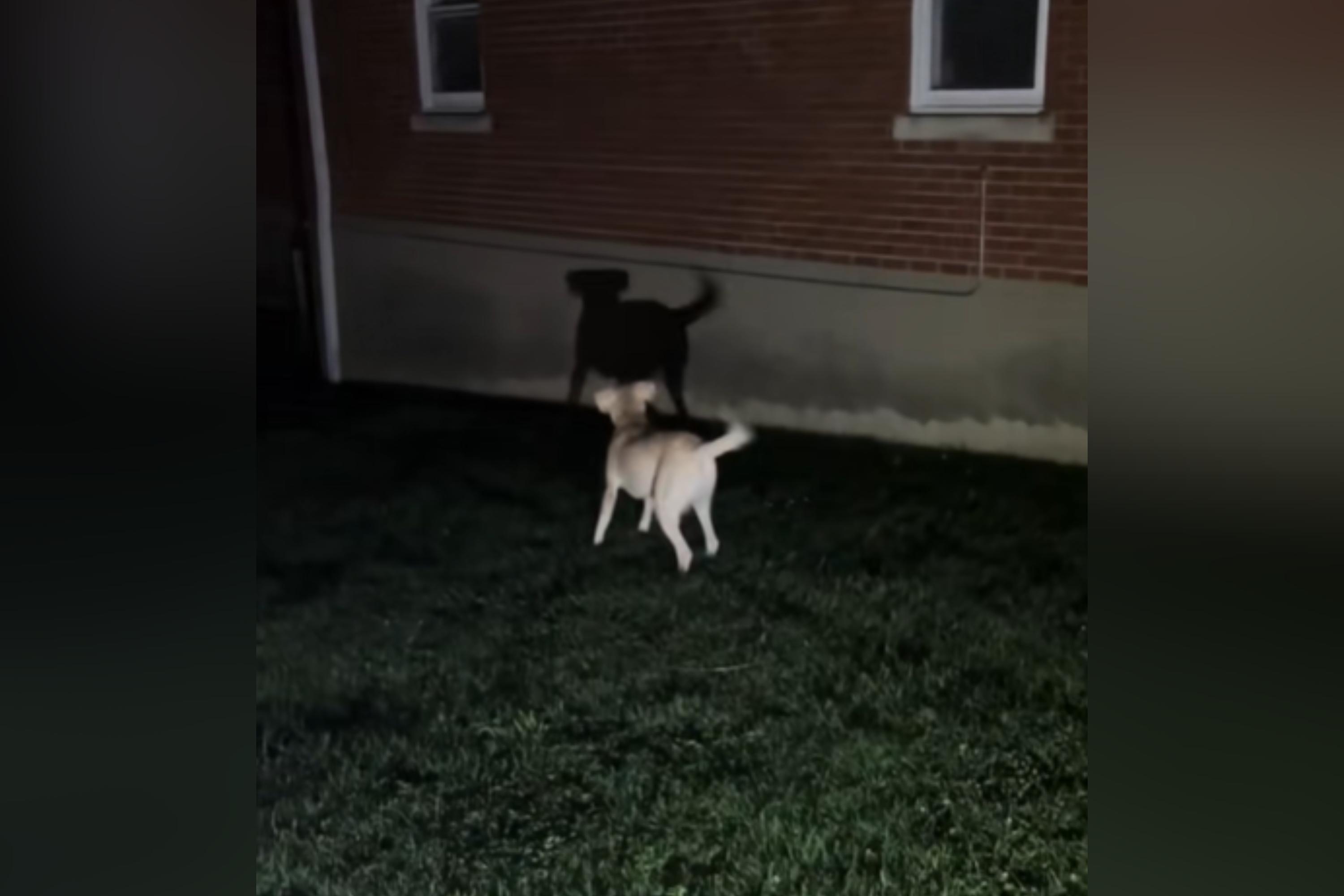 Puppy playing in the dark discovers shadow—owner can't cope with reaction