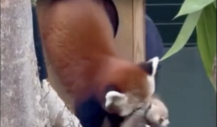 Adorable Footage Of Newborn Red Panda Making First Appearance