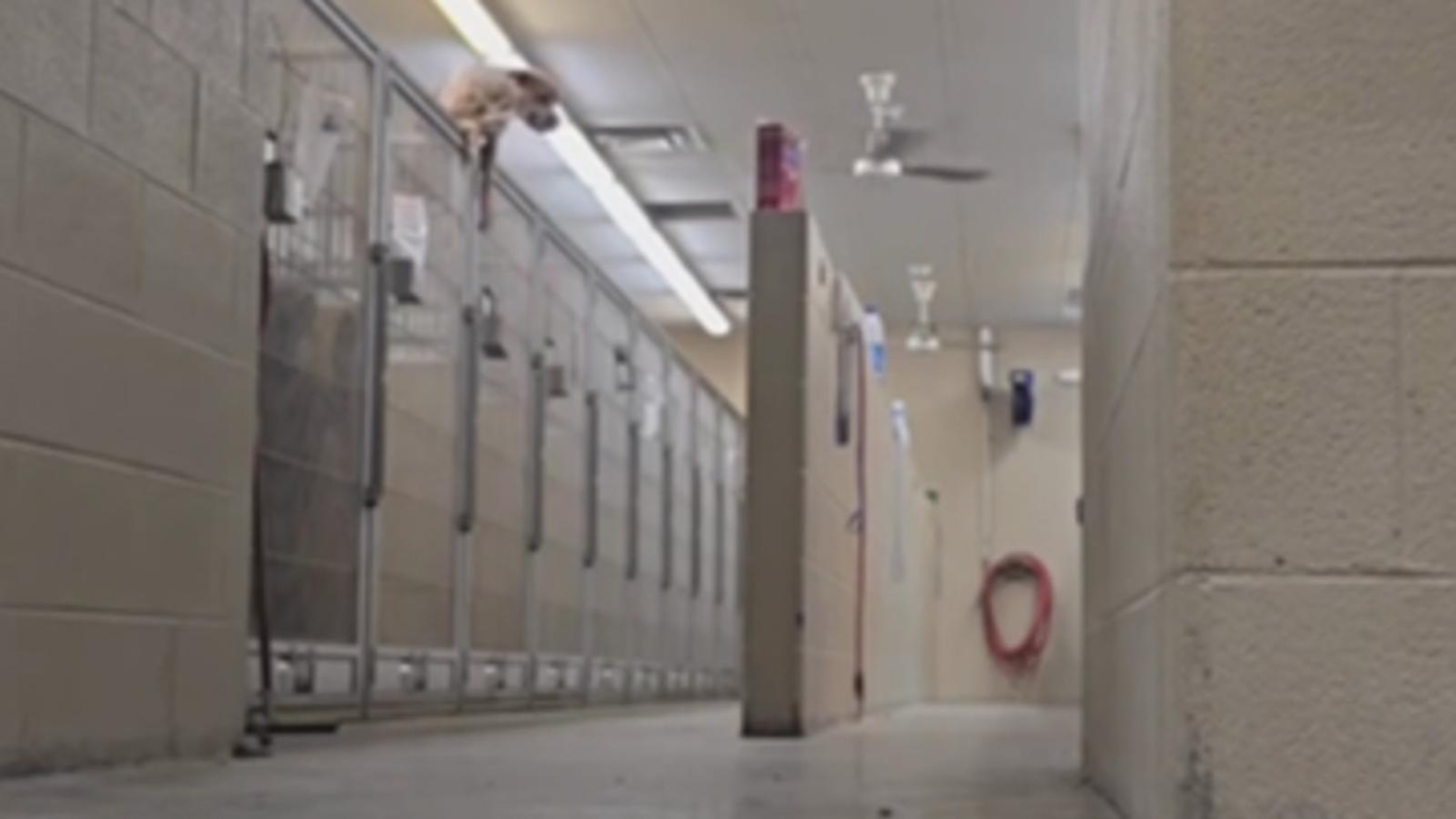 Dog's mission impossible escape attempt from shelter