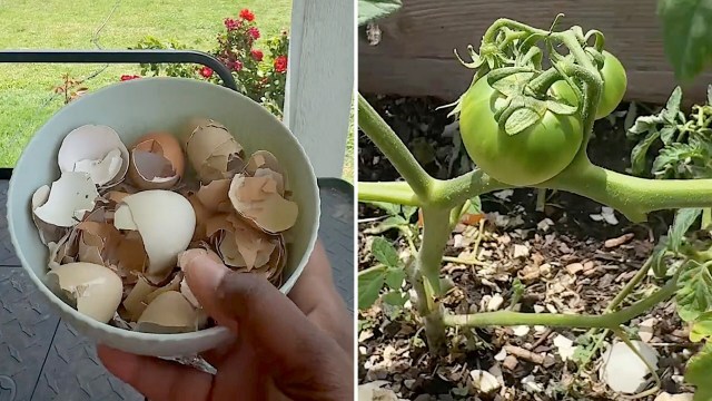 Gardener shares simple hack using egg shells: 'These are like gold for ...