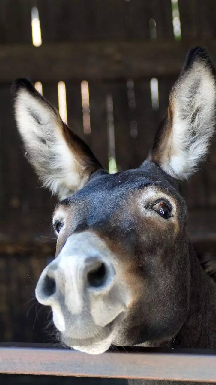 8 animals with the funniest (and dumbest) instincts