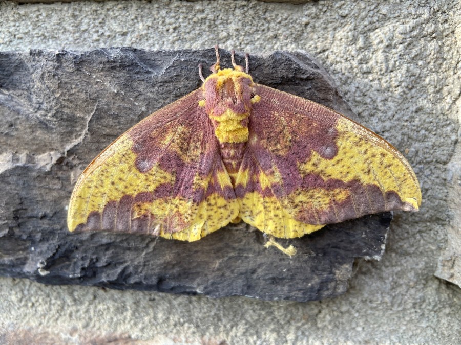 SEE IT: Large eye-catching moth hiding in Ohio