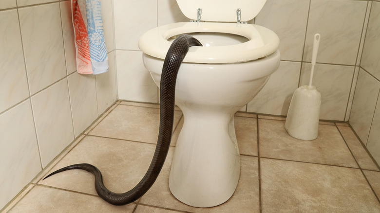 How Snakes Are Able To Get In Through The Toilet And What You Can Do ...