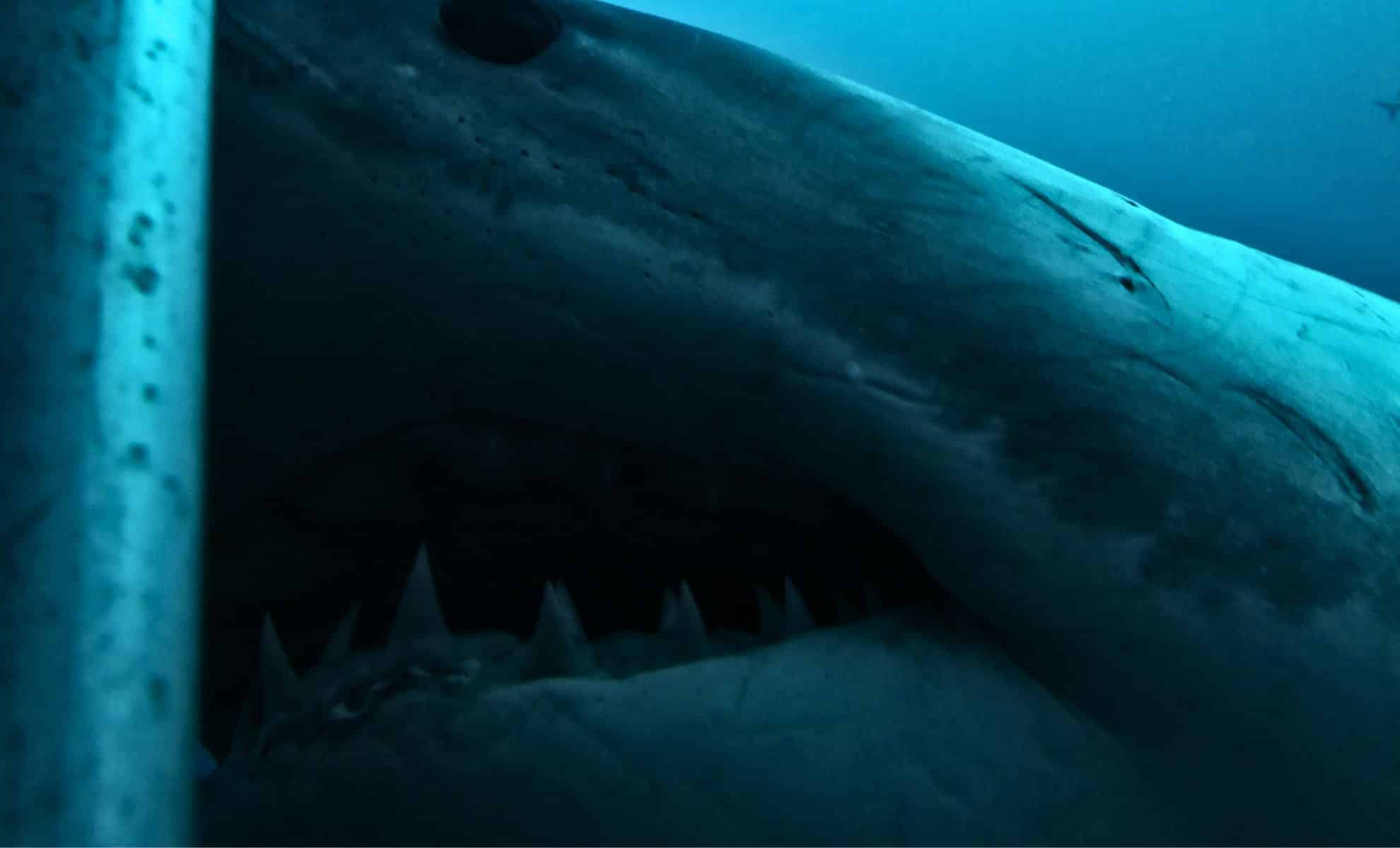 Buried for Millions of Years, a Prehistoric Shark Has Been Found in the ...