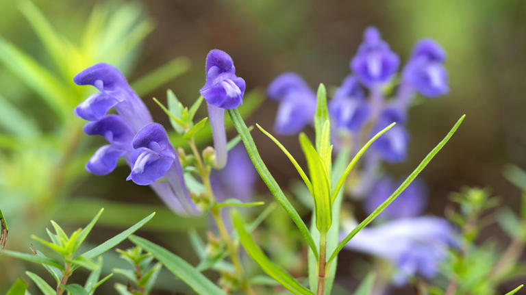The Underrated And Drought-Tolerant Perennial That Yields Stunning ...